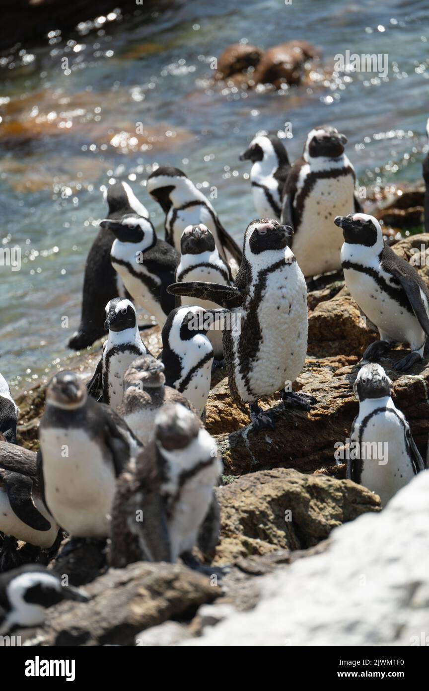 Penguin colony western cape south hi-res stock photography and images ...