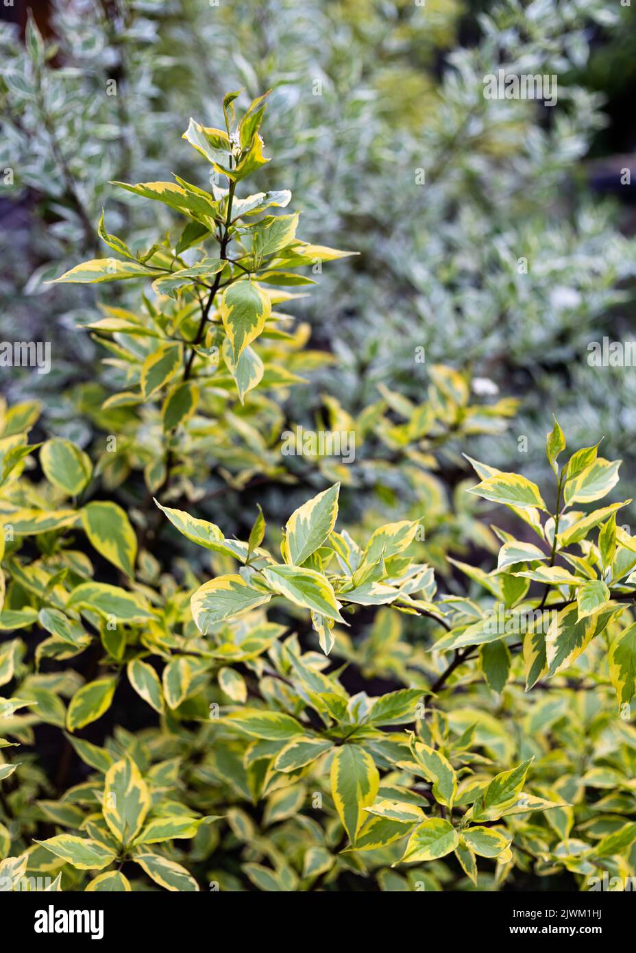 Cornus alba Elegantissima with variegated yellow leaves in the garden ...