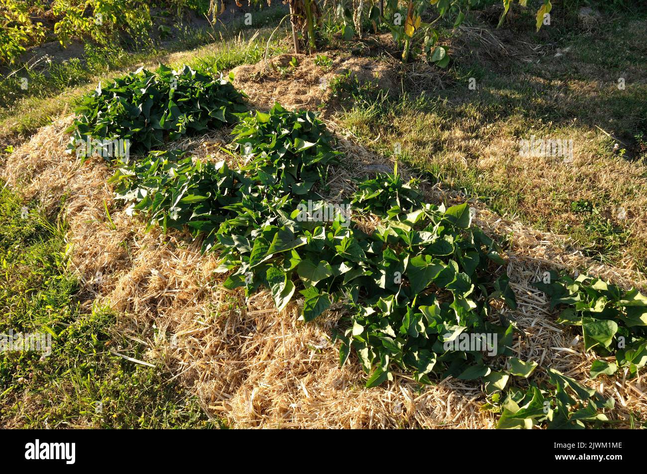 Permaculture mound in a vegetable garden Stock Photo - Alamy