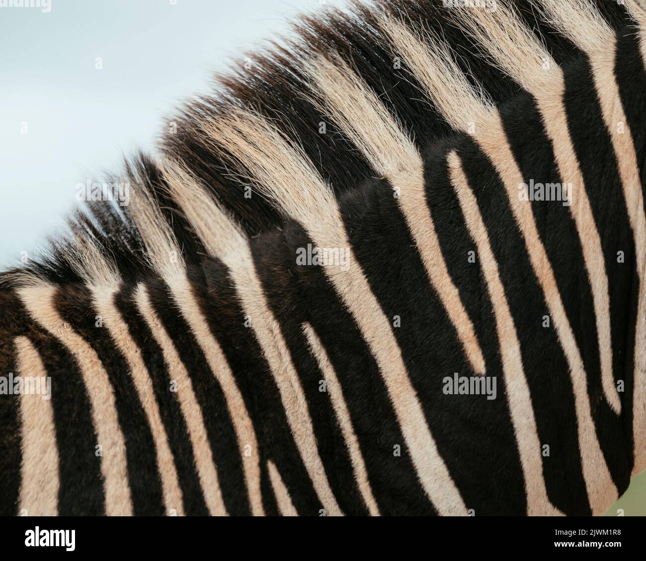 Detail of Burchell’s Zebra hide, Addo Elephant National Park, Eastern ...