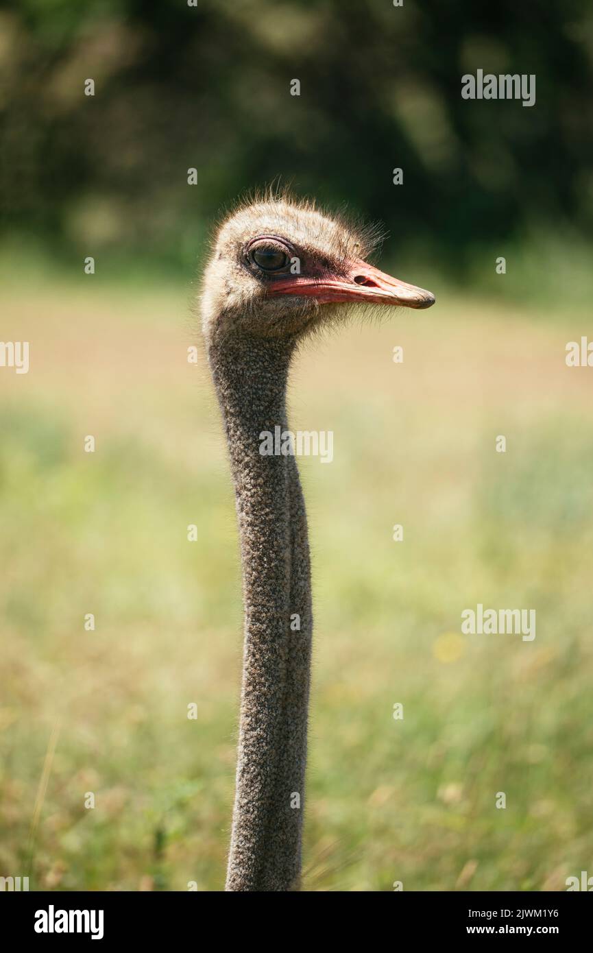 Ostrich, Addo Elephant National Park, Eastern Cape, South Africa Stock ...