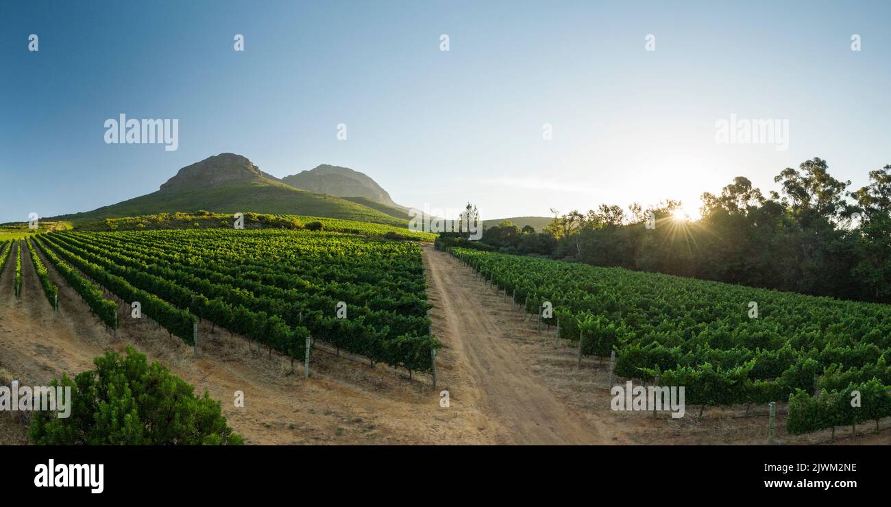 Aerial view of wine vineyards near Stellenbosch, Western Cape, South ...
