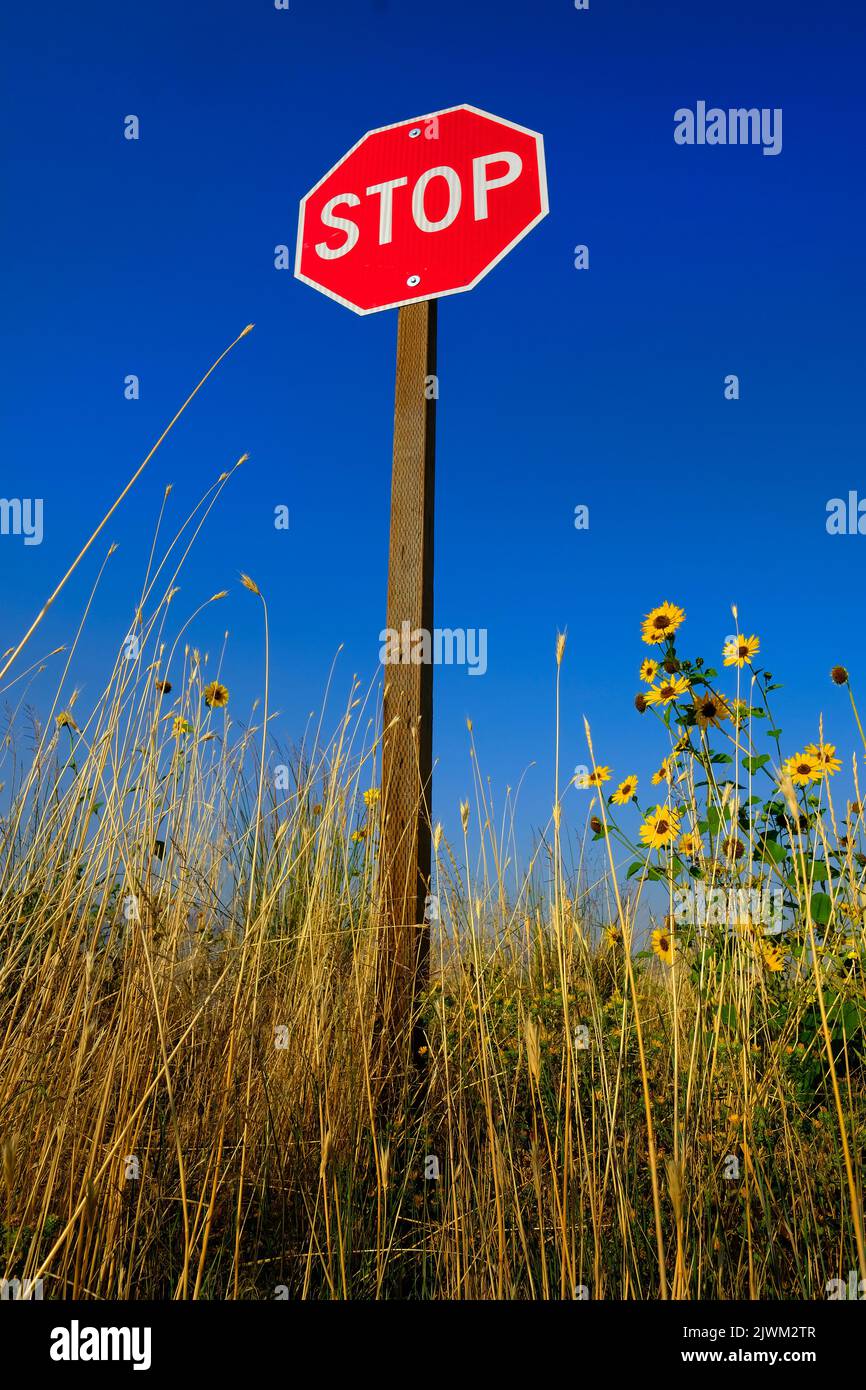 Stop sign red warning against blue sky with yellow sunflowers and weeds ...