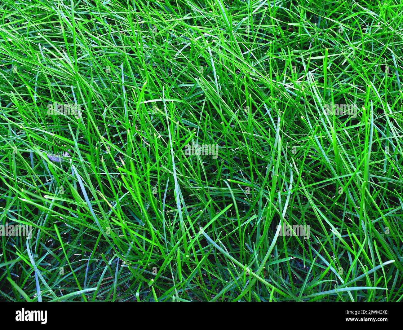 Lush green grass growing long on a lawn or yard growth health Stock ...