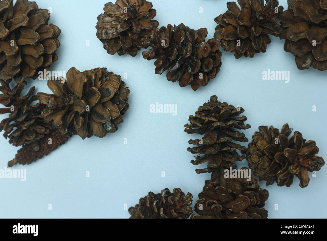 Various seed cones hi-res stock photography and images - Alamy