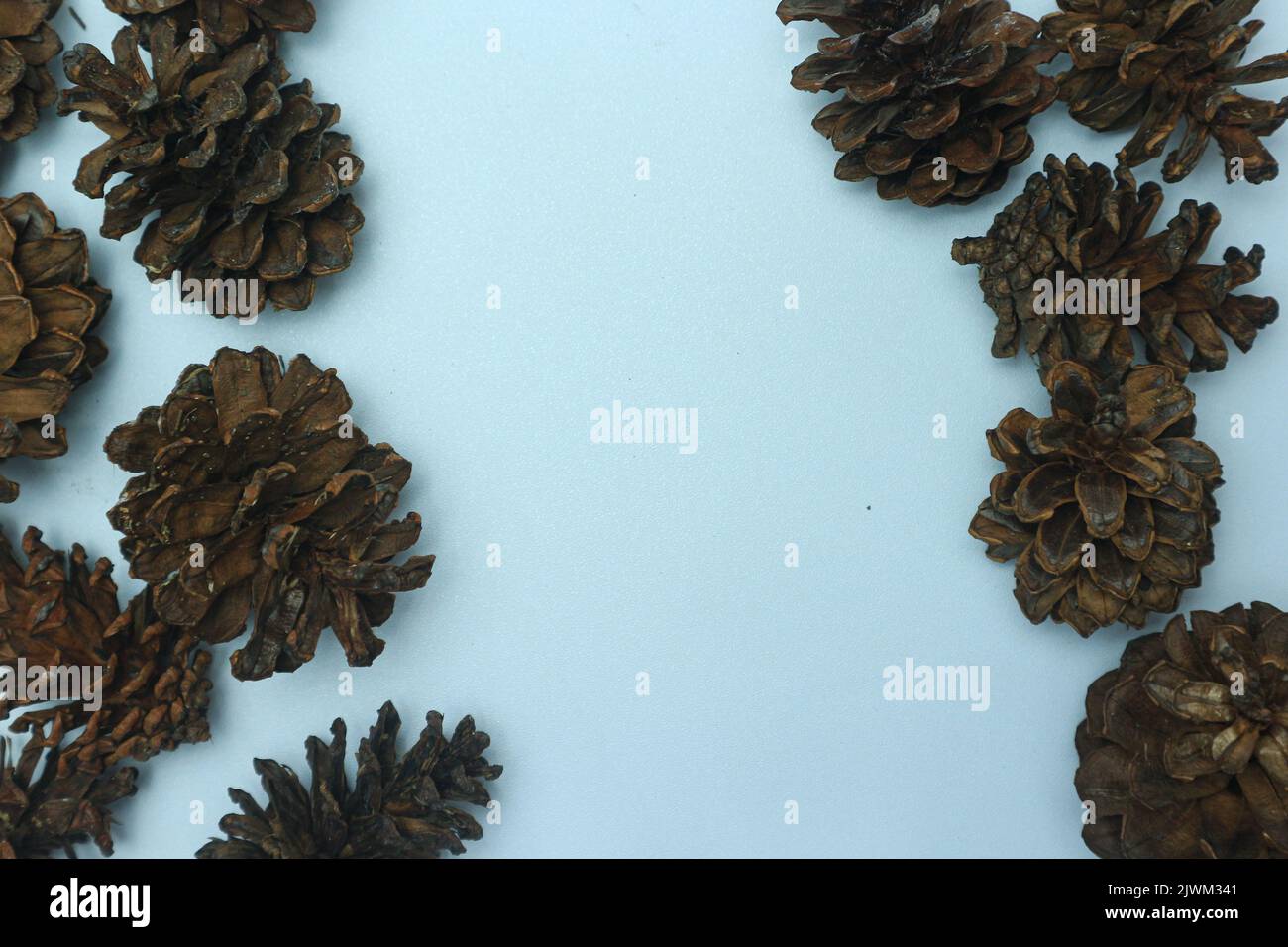 Christmas pine cones on white paper border composition. Creative flat ...