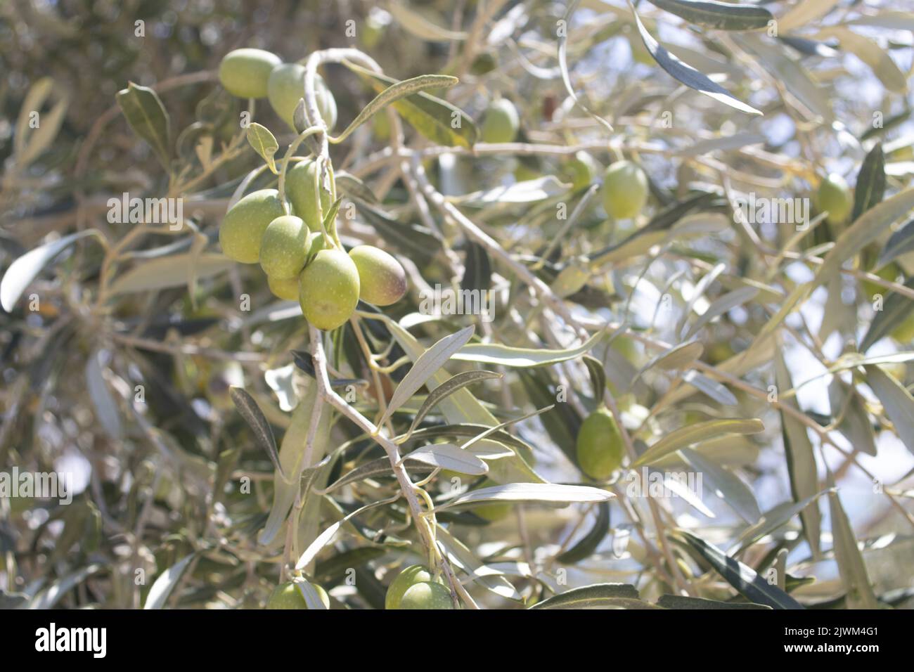 Close up olive tree hi-res stock photography and images - Alamy