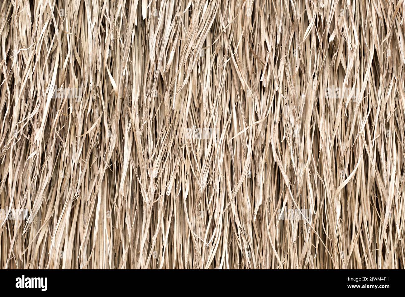 Straw texture. Tropic roof summer background Stock Photo - Alamy