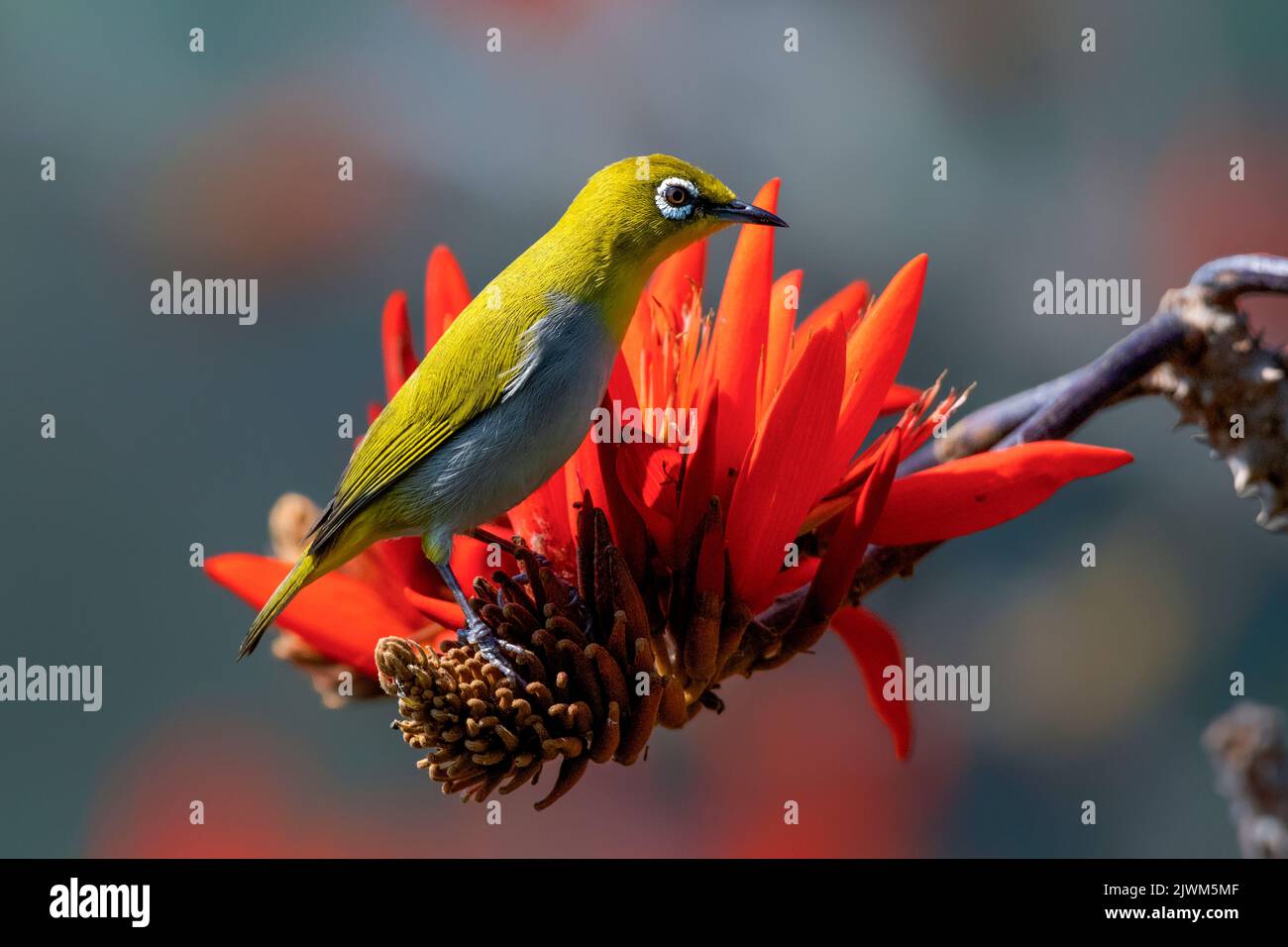 birds with flower Stock Photo - Alamy