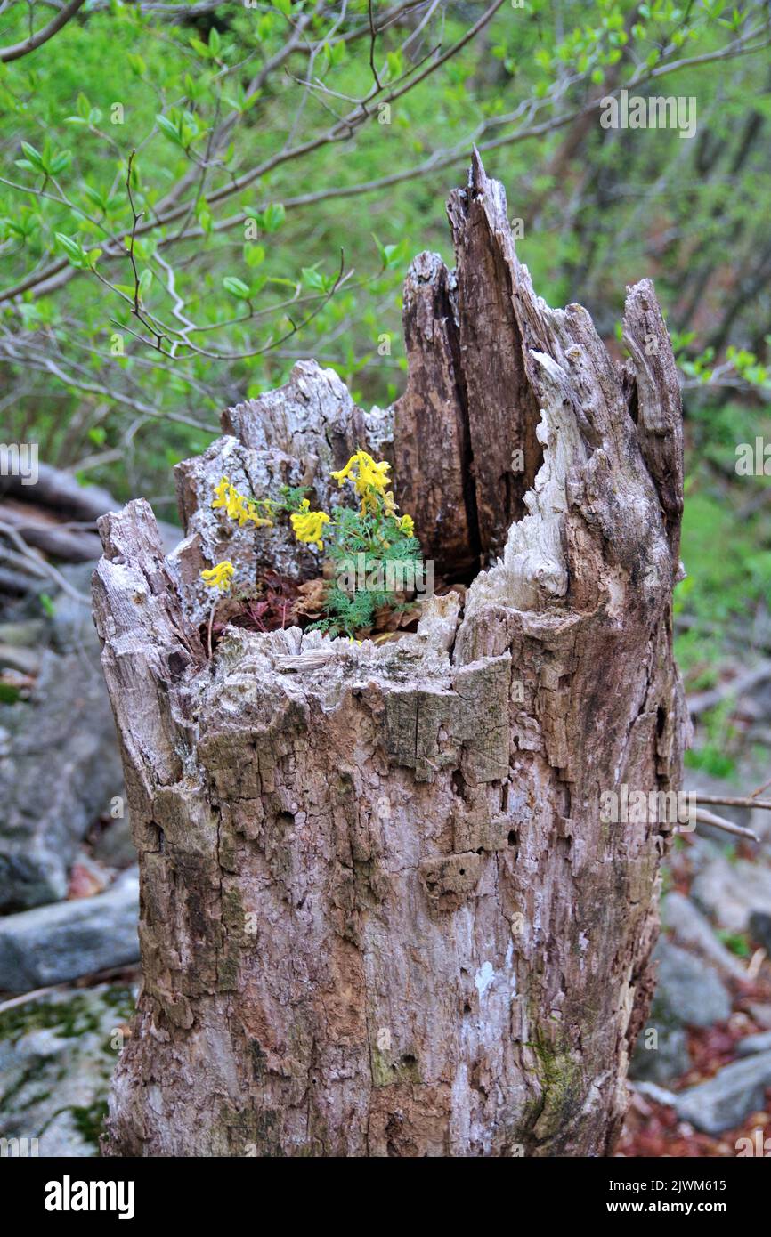 Birch tree flowers hi-res stock photography and images - Alamy