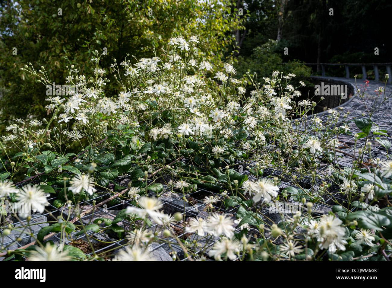 Clematis Paul Farges, Clematis fargesioides Summer Snow, Clematis ...