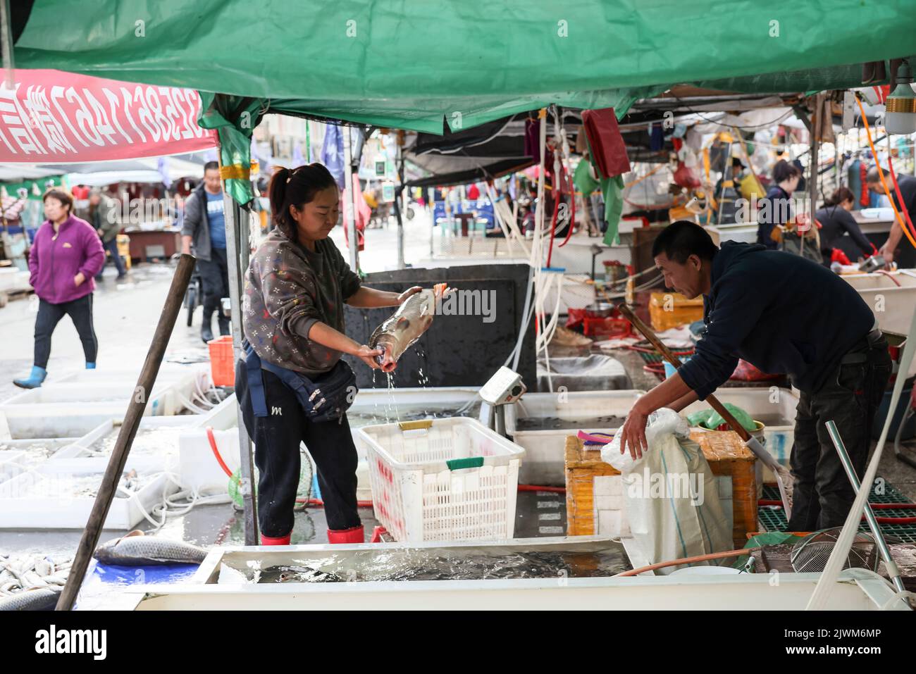 Harbin, China's Heilongjiang Province. 4th Sep, 2022. Vendors pack fish ...