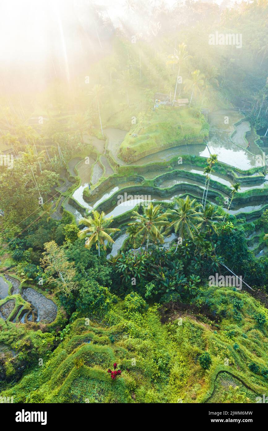 Tegalalang Rice Terrace at sunrise, Bali Stock Photo - Alamy