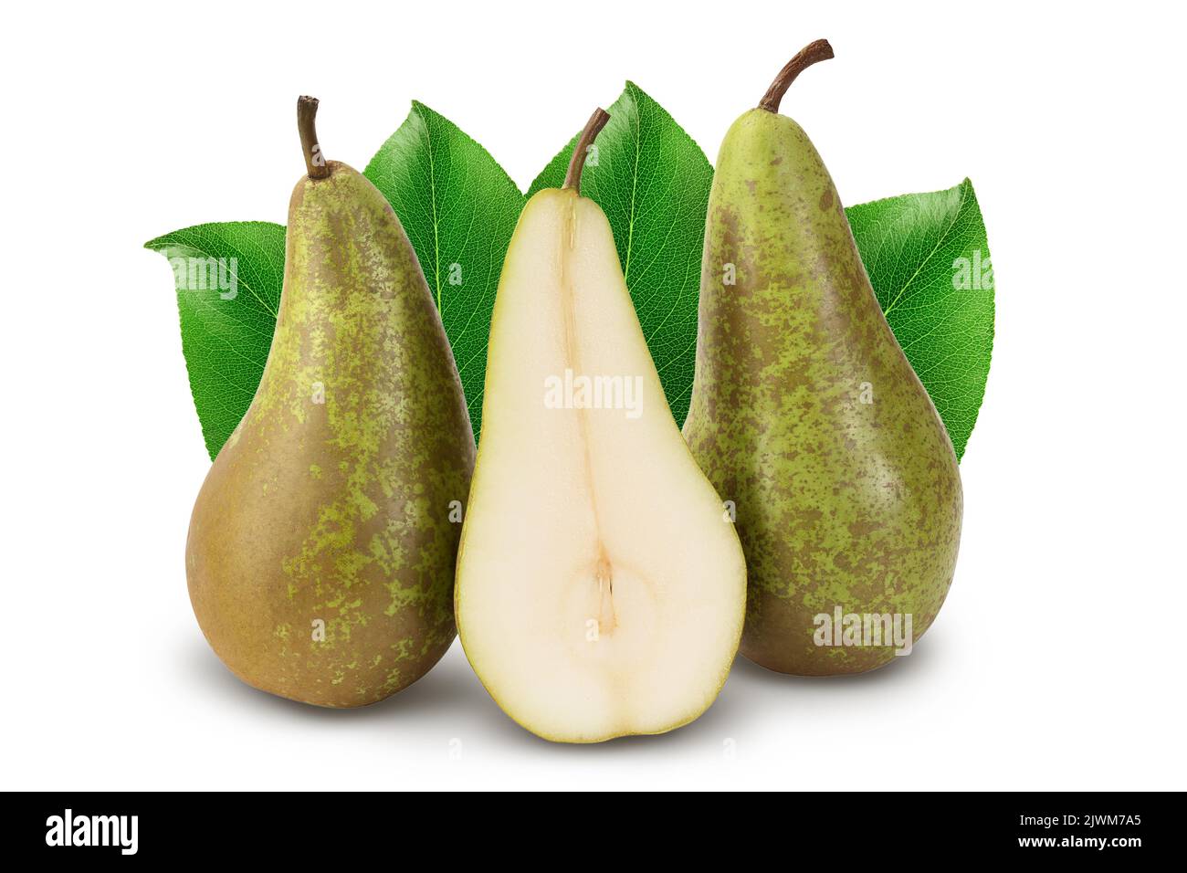Green conference pear isolated on white background with full depth of ...