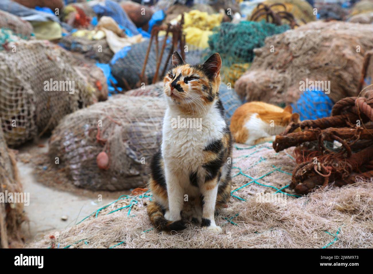 Cats of Essaouira, Morocco. Local calico cat guarding the fishing nets ...