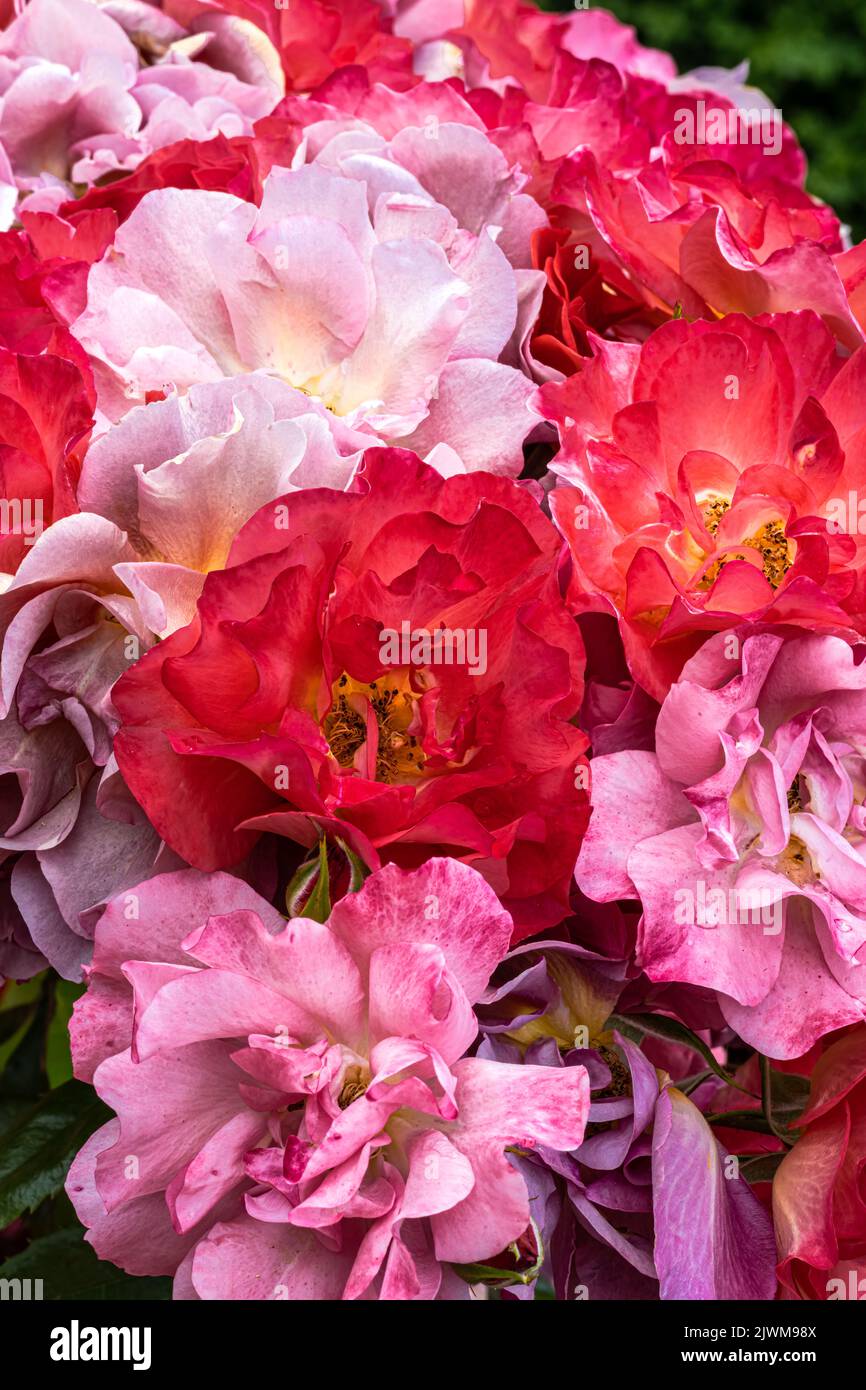 Flowers of ‘Portland's Best' Rose Stock Photo - Alamy