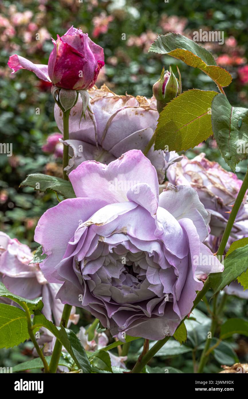 Flowers of ‘Poseidon’ Floribunda Rose Stock Photo - Alamy