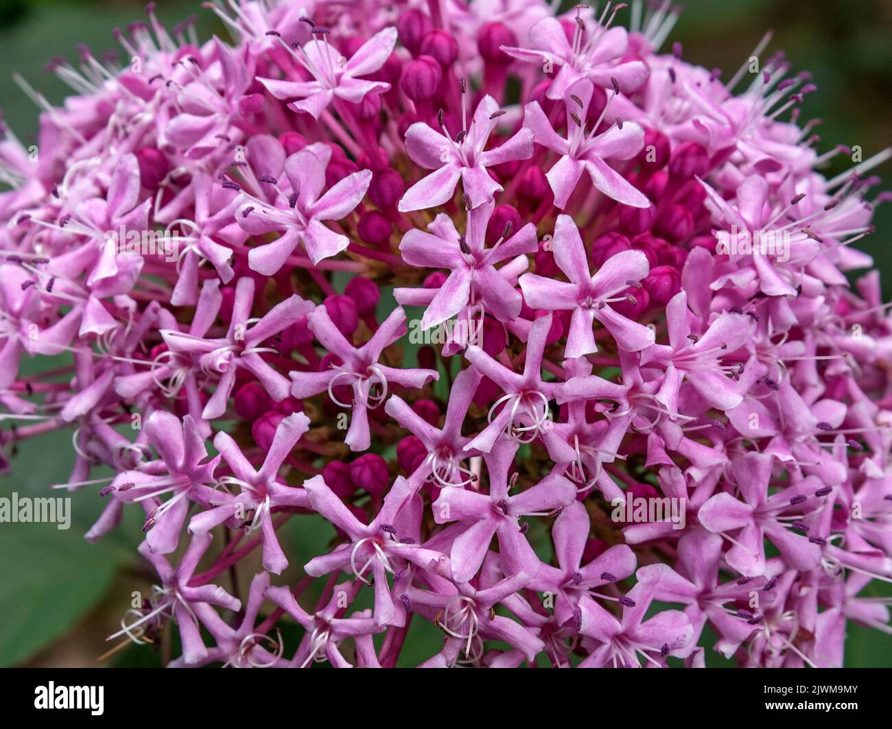 Tall pink flowering plant in our back yard during Spring and early ...