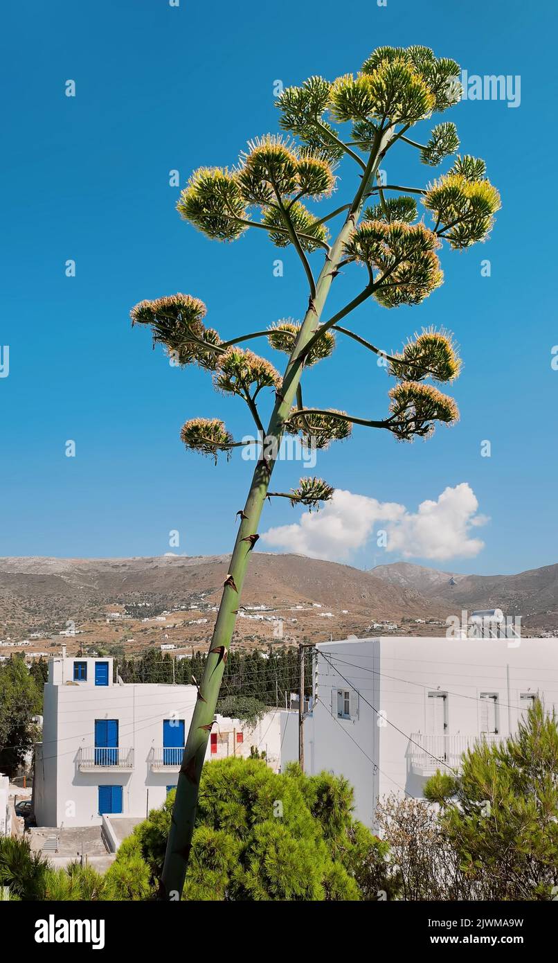 The inflorescence of an agave plant in Parikia street on Paros island ...