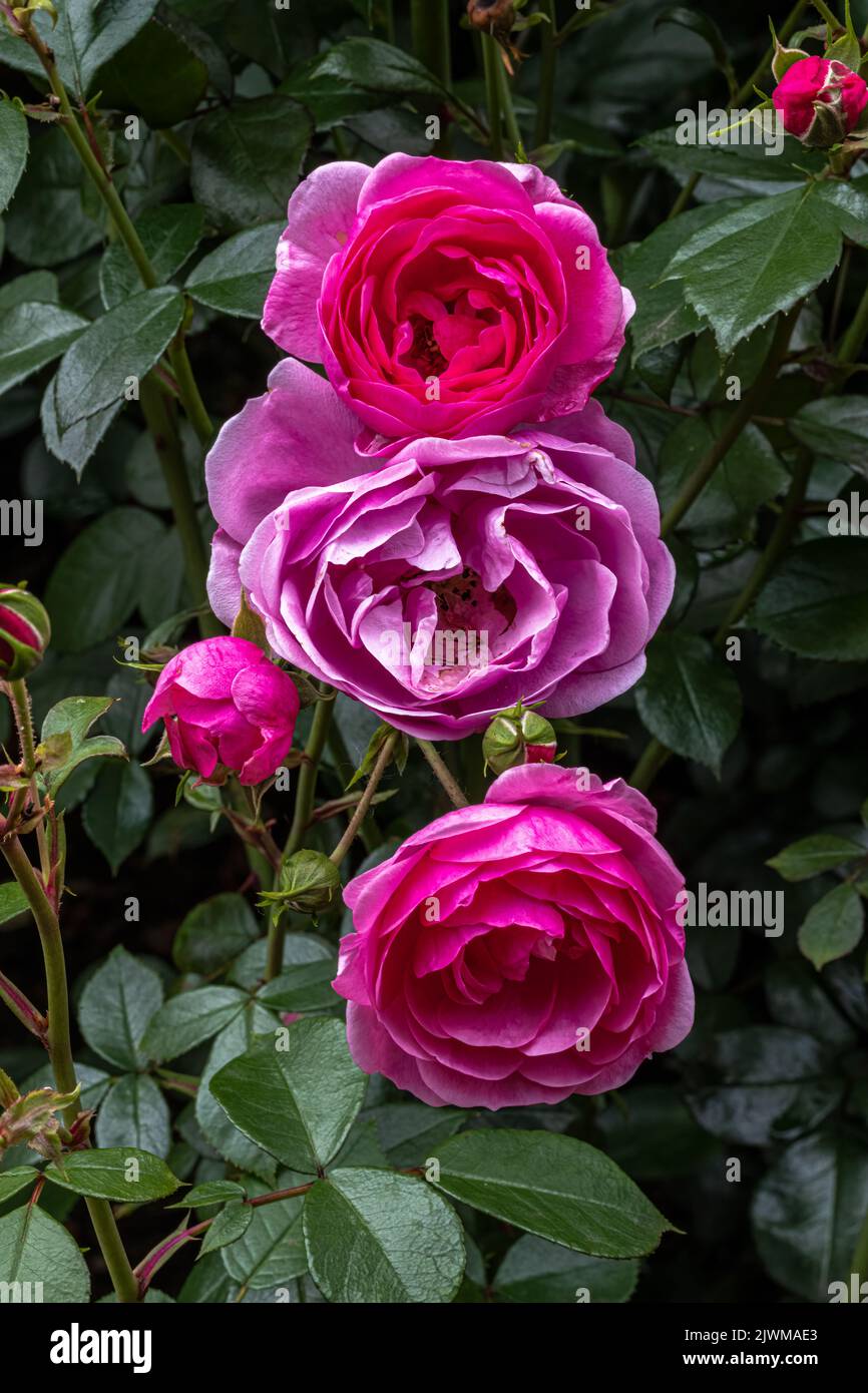 Flowers of ‘Pomponella’ Floribunda Rose Stock Photo - Alamy