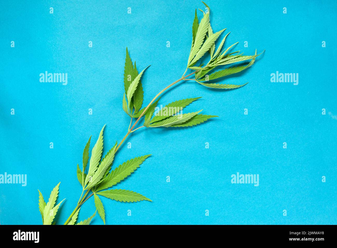 Close up fresh cannabis leaves on a yellow background Stock Photo - Alamy