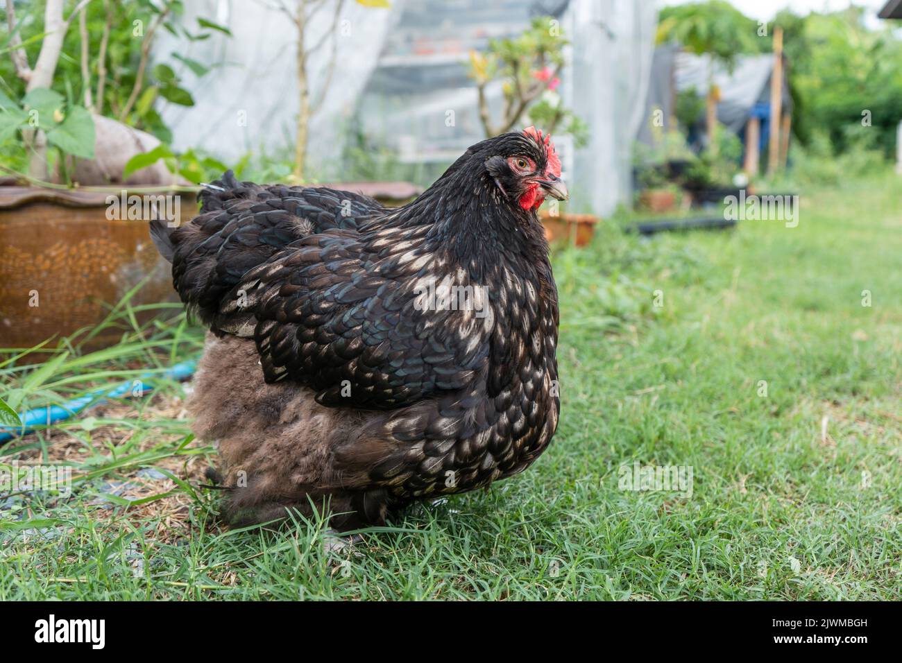laying hens pure breed chicken buff orpington silver laced. too fat ...