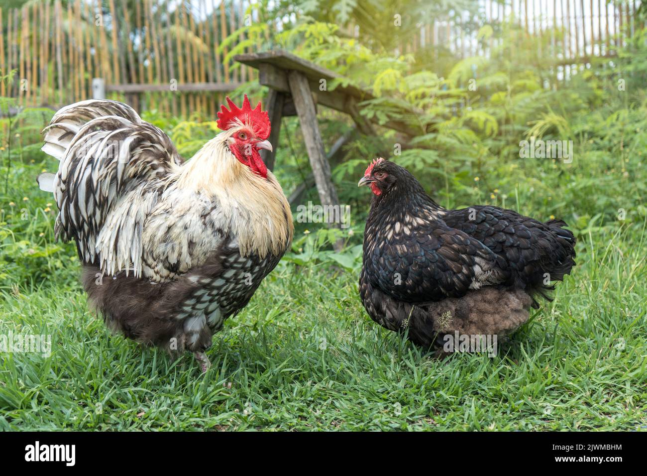 Male and female chickens ( rooster and hen ) Orpington silver in the ...