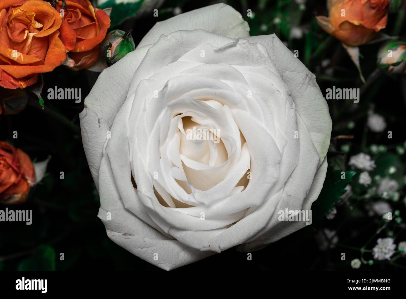 Love and friendship red roses hi-res stock photography and images - Alamy