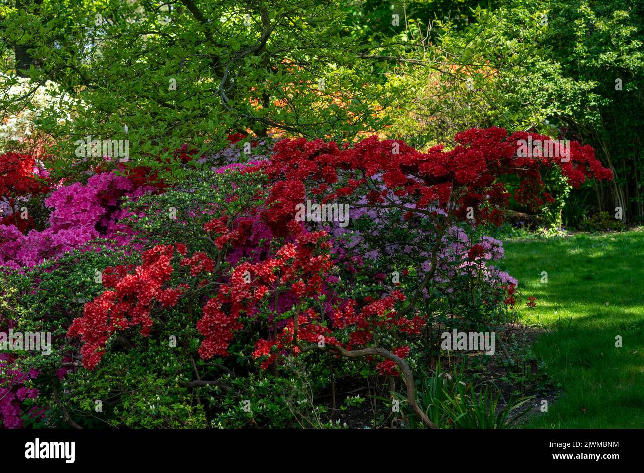 woodland flowers in spring Stock Photo - Alamy