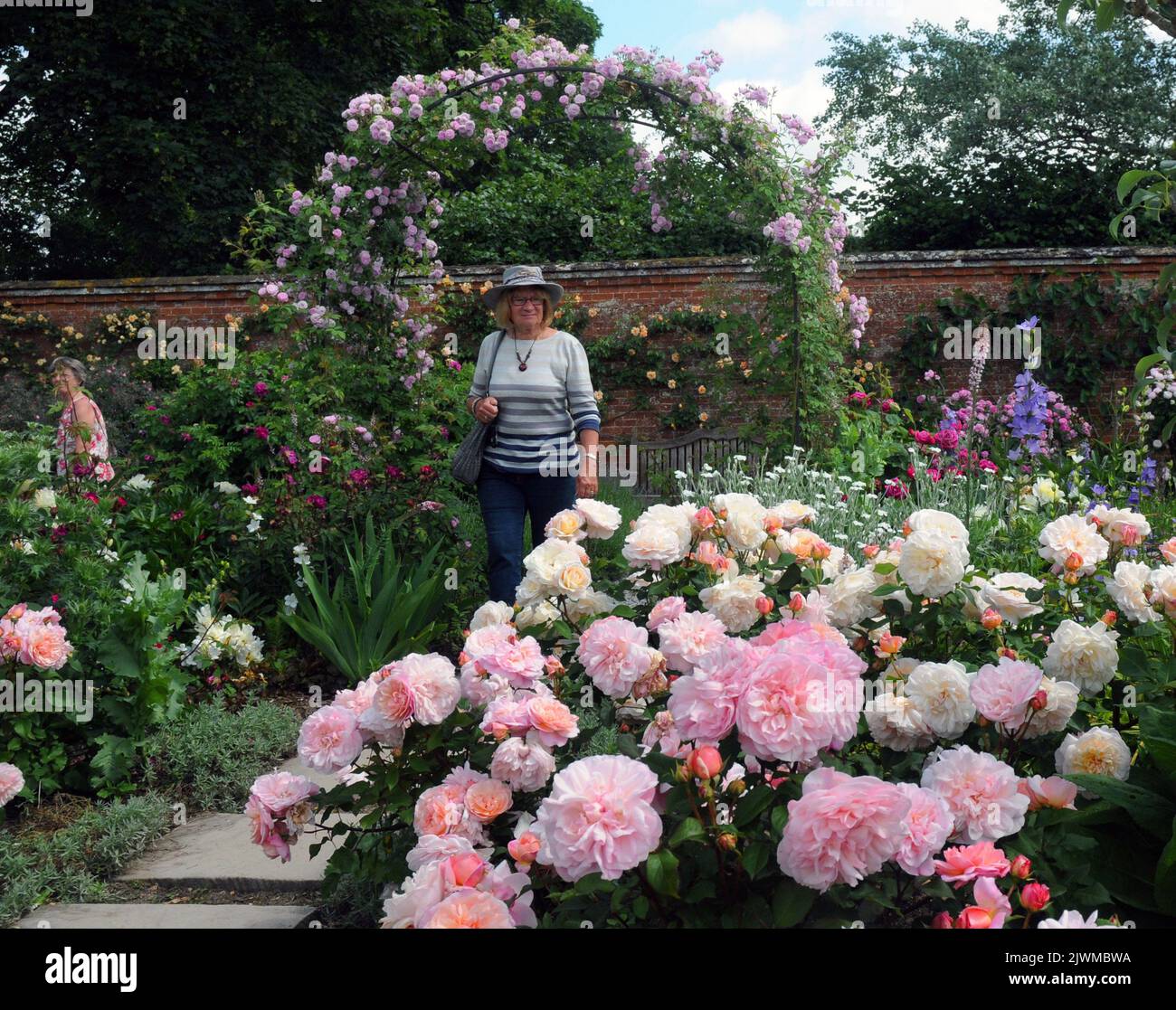 ITS BEEN A GOOD YEAR FOR THE ROSES. THE FAMOUS ROSE GARDEN AT ...