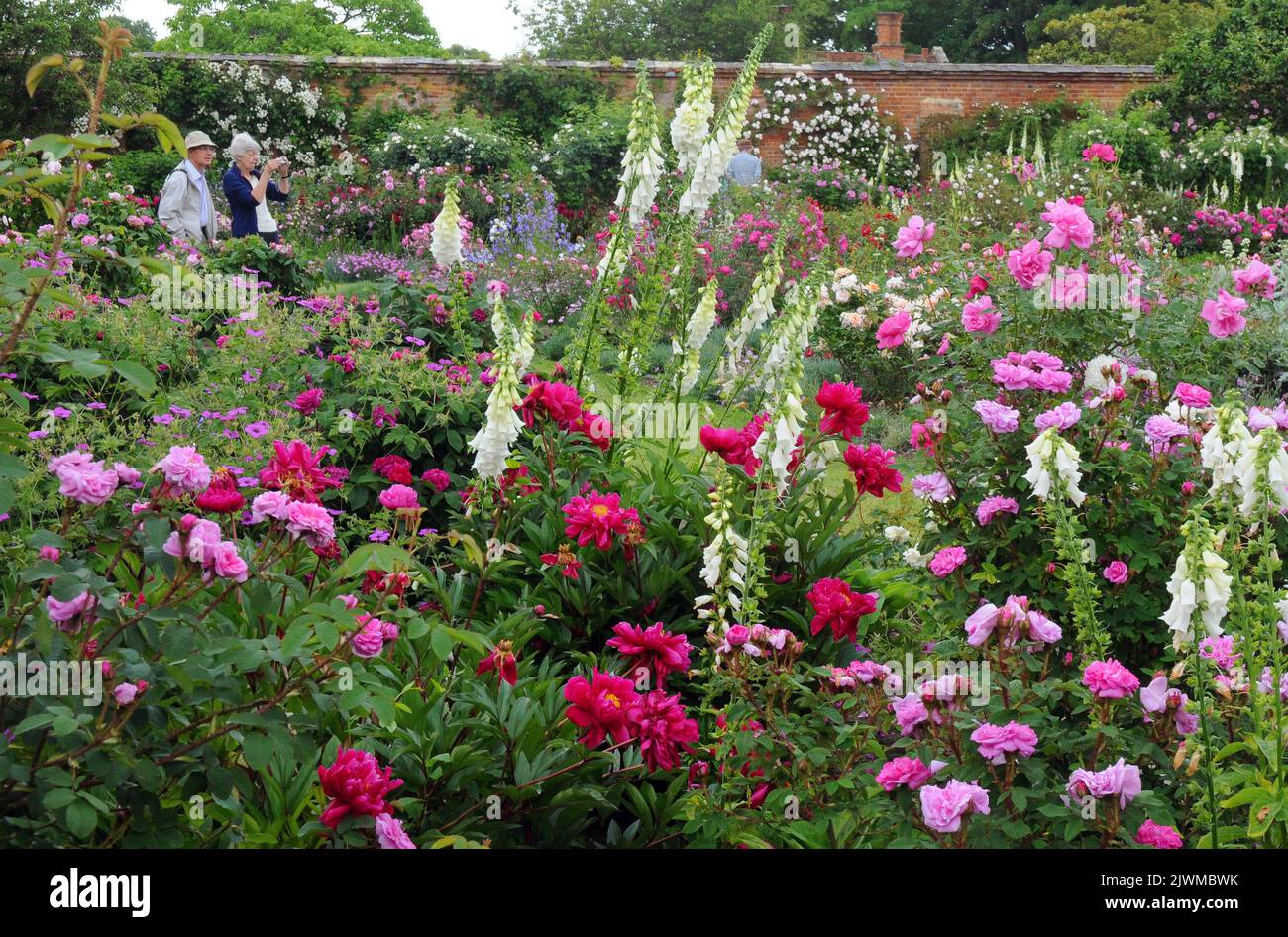 ITS BEEN A GOOD YEAR FOR THE ROSES. THE FAMOUS ROSE GARDEN AT ...