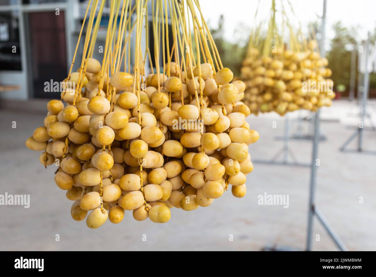 Yellow fruit A bunch of fresh dates from the agricultural plantation of ...