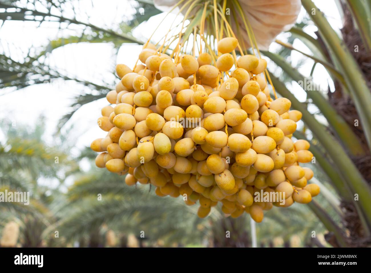 Yellow fruit A bunch of fresh dates in the agricultural plantation of ...