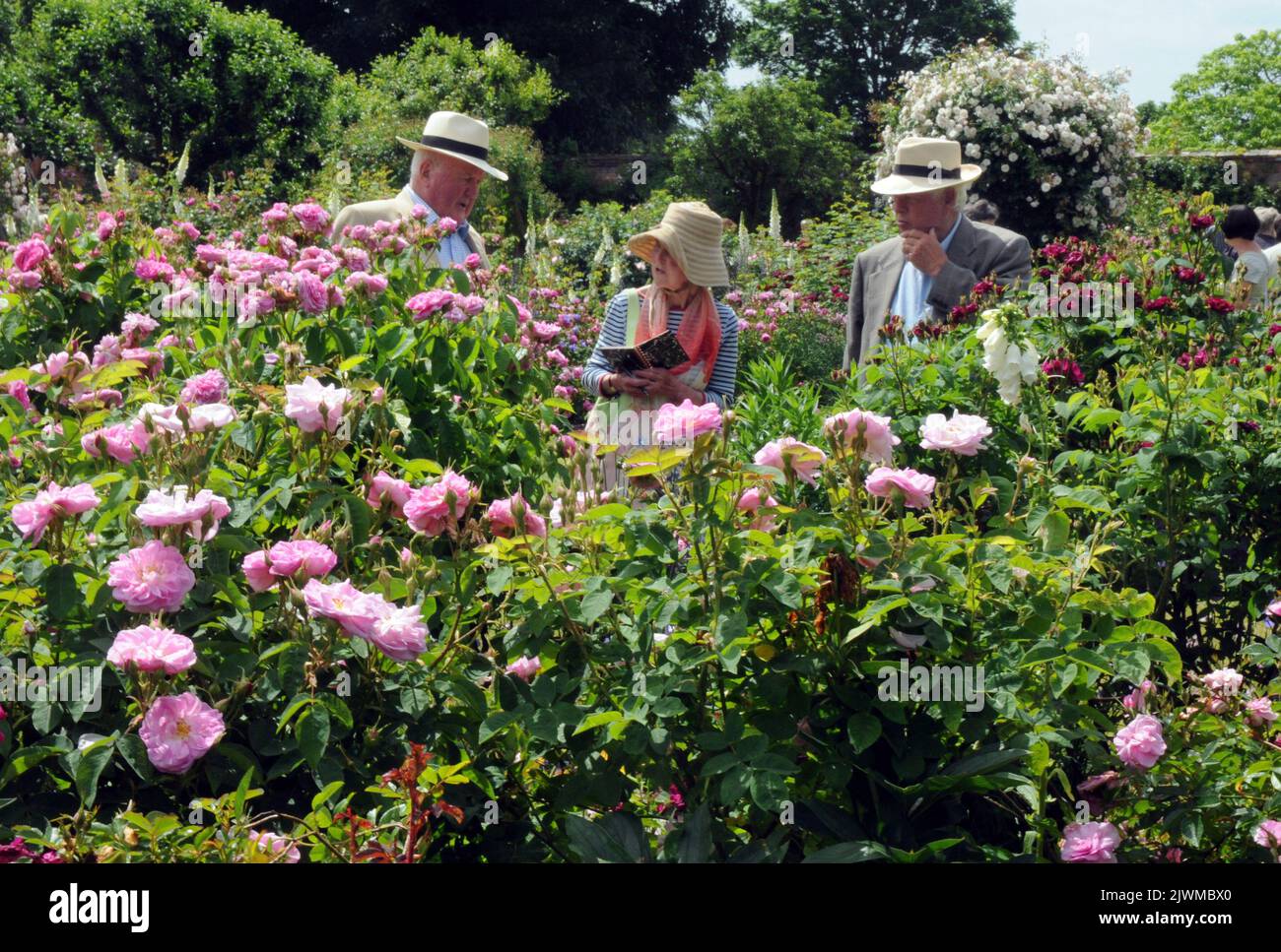 ITS BEEN A GOOD YEAR FOR THE ROSES. THE FAMOUS ROSE GARDEN AT ...