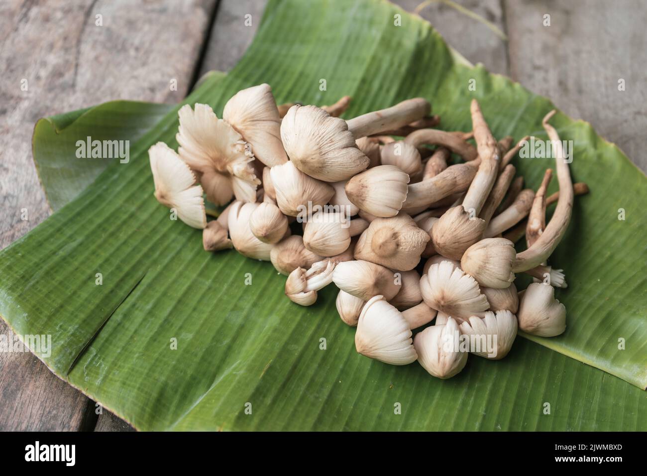Termitomyces mushroom termite mushroom delicious food vegetable nature ...