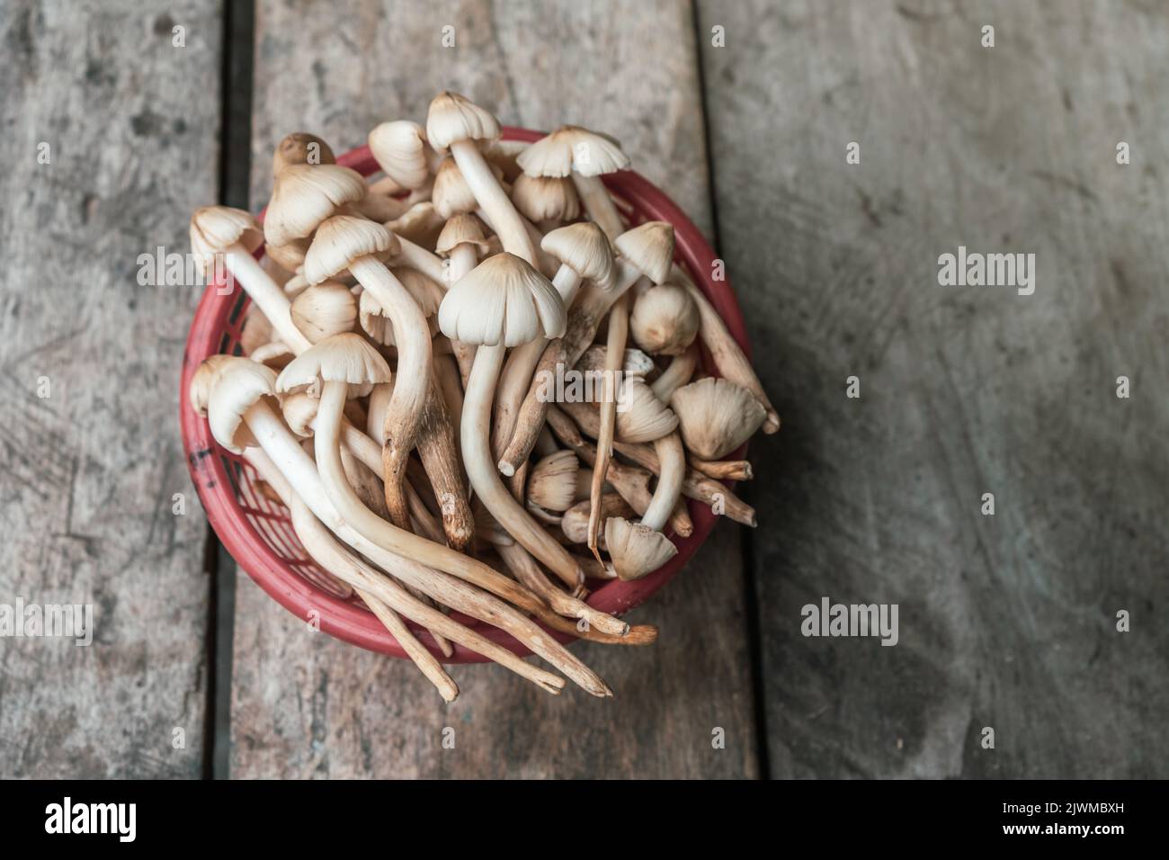 Cleaned Termite Mushroom (Termitomyces fuliginosus Heim, Termitophilae ...
