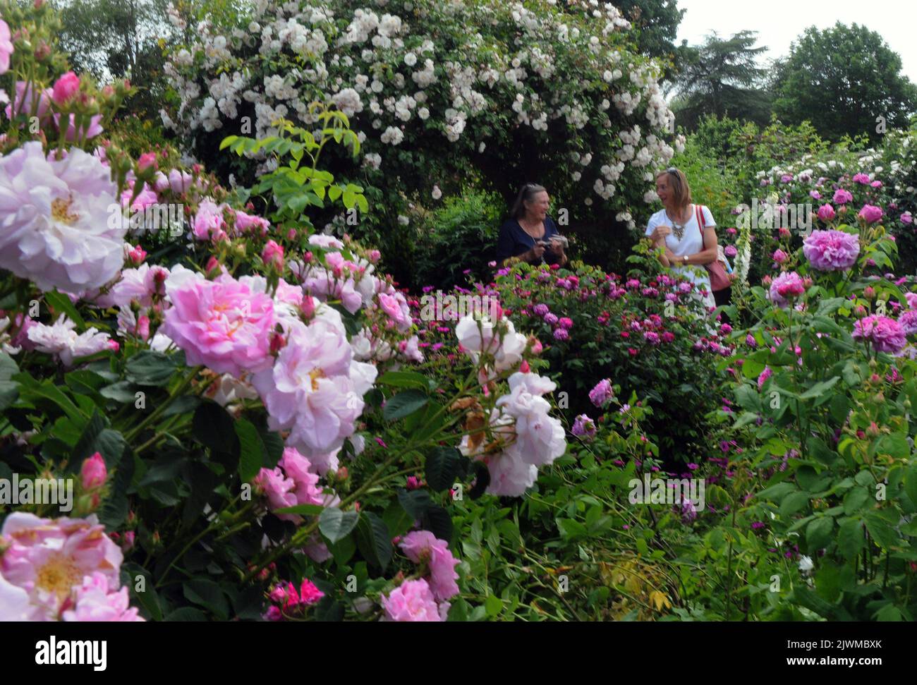 ITS BEEN A GOOD YEAR FOR THE ROSES. THE FAMOUS ROSE GARDEN AT ...