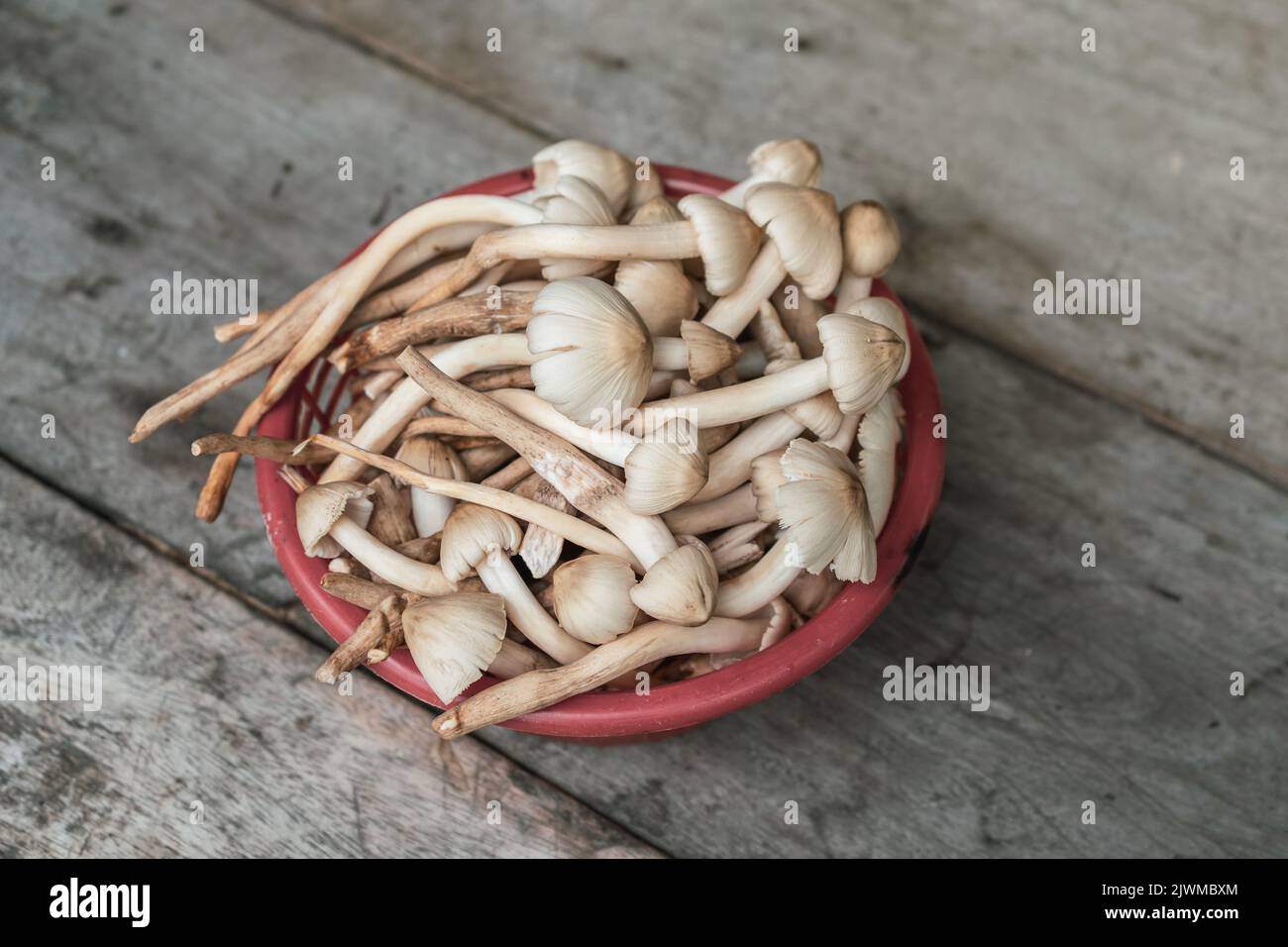 Cleaned Termite Mushroom (Termitomyces fuliginosus Heim, Termitophilae ...