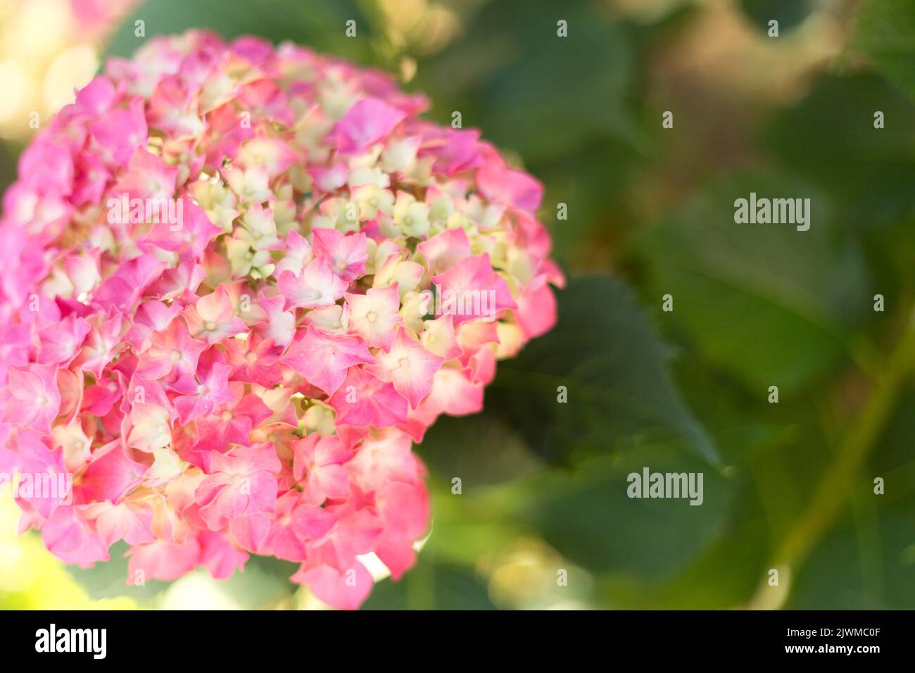 Close up light pink hortensia fresh flowers blur background Stock Photo ...