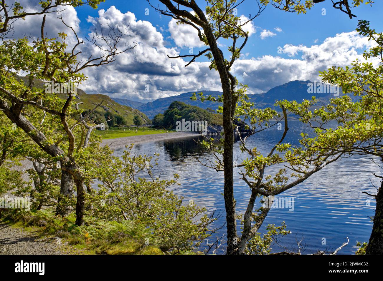 LOCH MORAR LOCHABER SCOTLAND LATE SUMMER OAK TREES ALONG THE HIKING ...