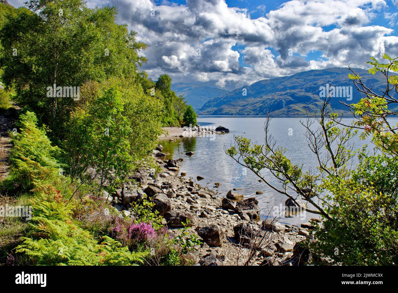LOCH MORAR LOCHABER SCOTLAND LATE SUMMER ON THE TRAIL A ROCKY TREE ...
