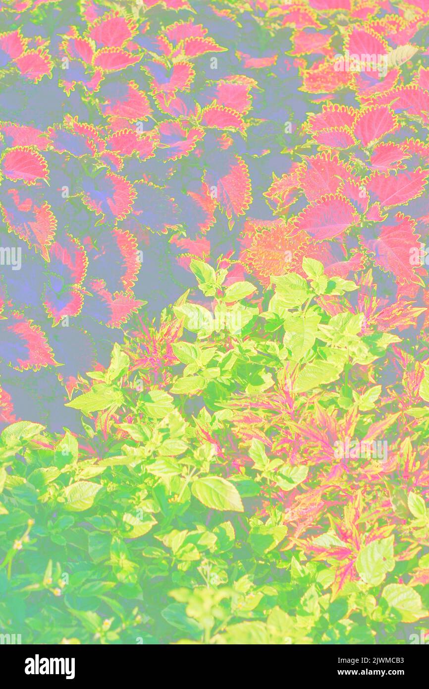 Beautiful colorful leafy plants growing in the flower meadow in a ...