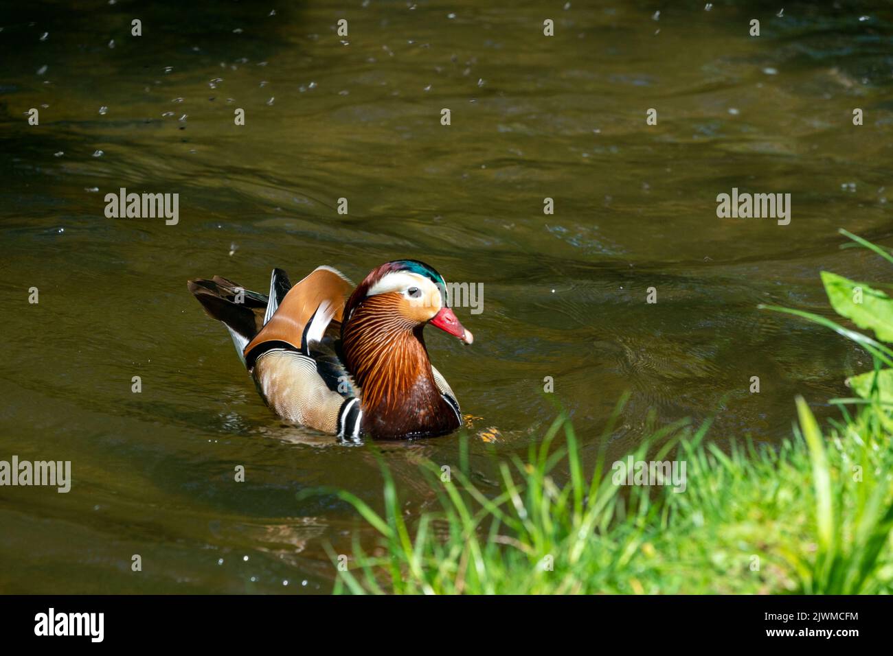 Mandarin duck wild river grass Stock Photo - Alamy