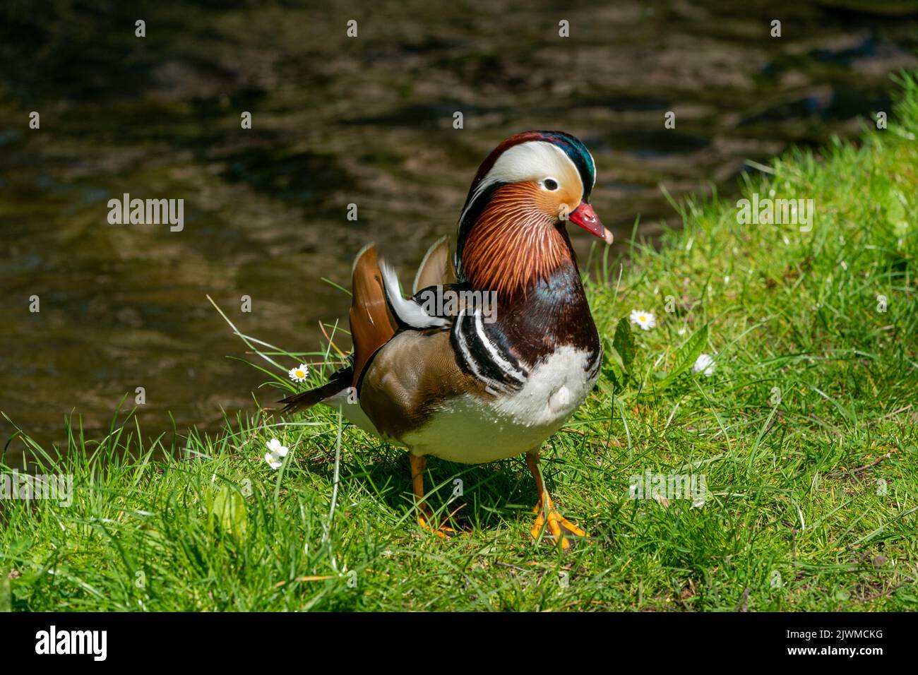 Mandarin duck wild river grass Stock Photo - Alamy
