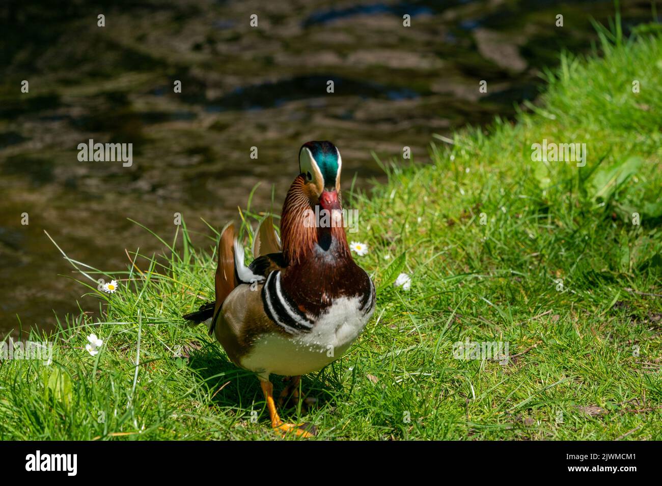 Mandarin duck wild river grass Stock Photo - Alamy