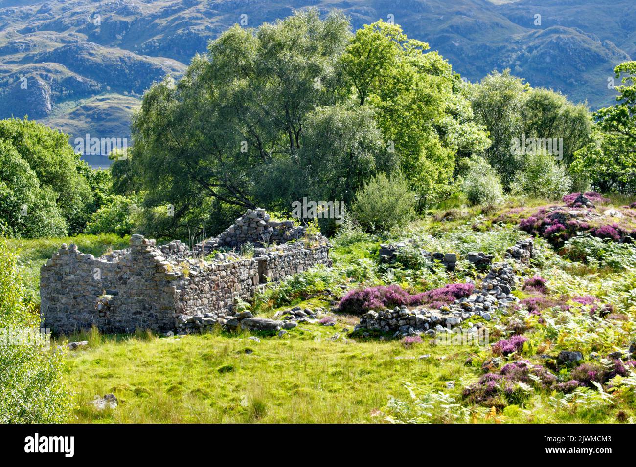 LOCH MORAR LOCHABER SCOTLAND LATE SUMMER PURPLE HEATHER AND REMAINS OF ...