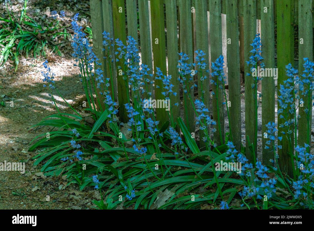 woodland flowers in spring Stock Photo - Alamy
