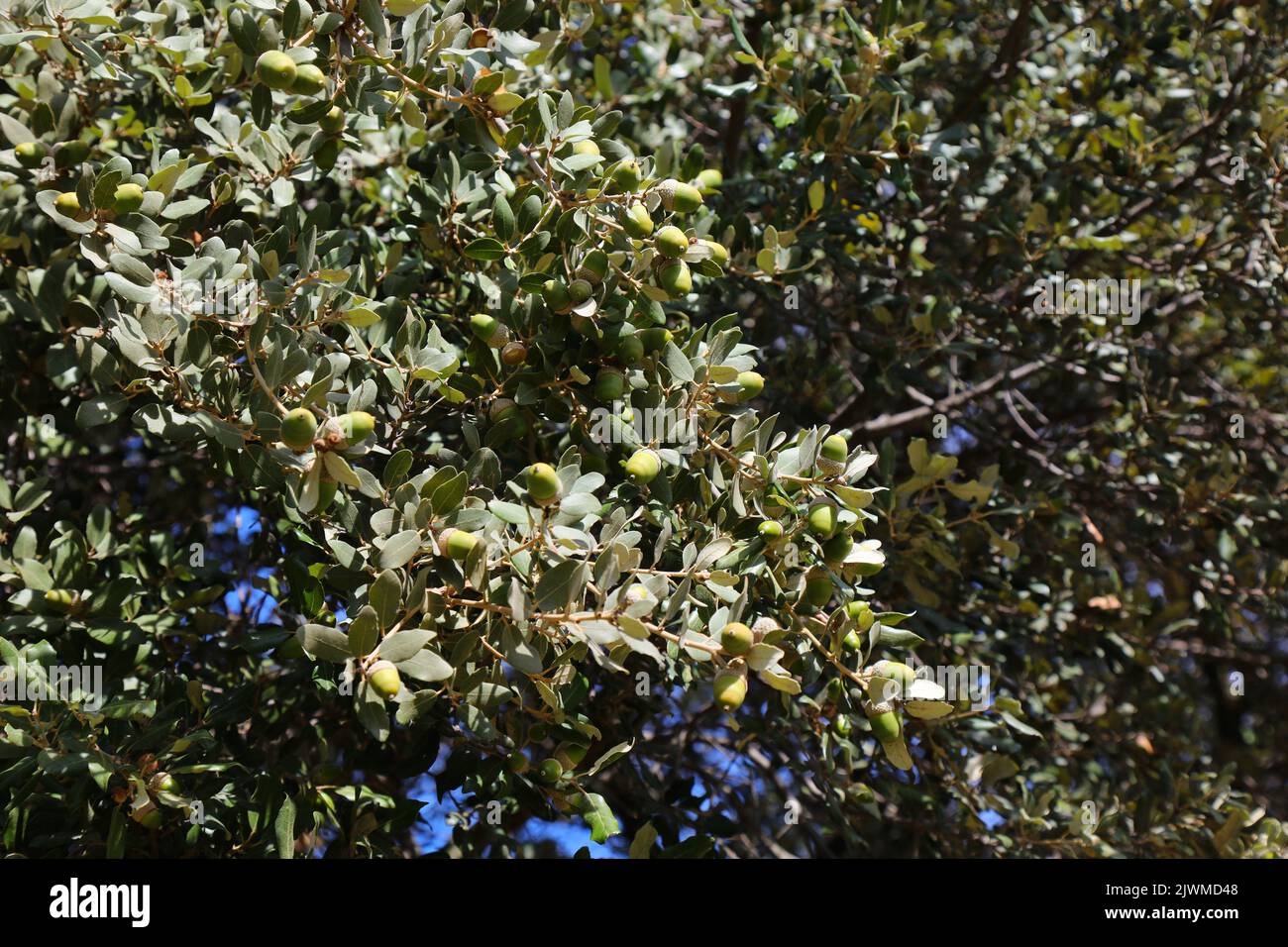 Holm oak (Quercus ilex) tree in Southern France. Evergreen oak species ...