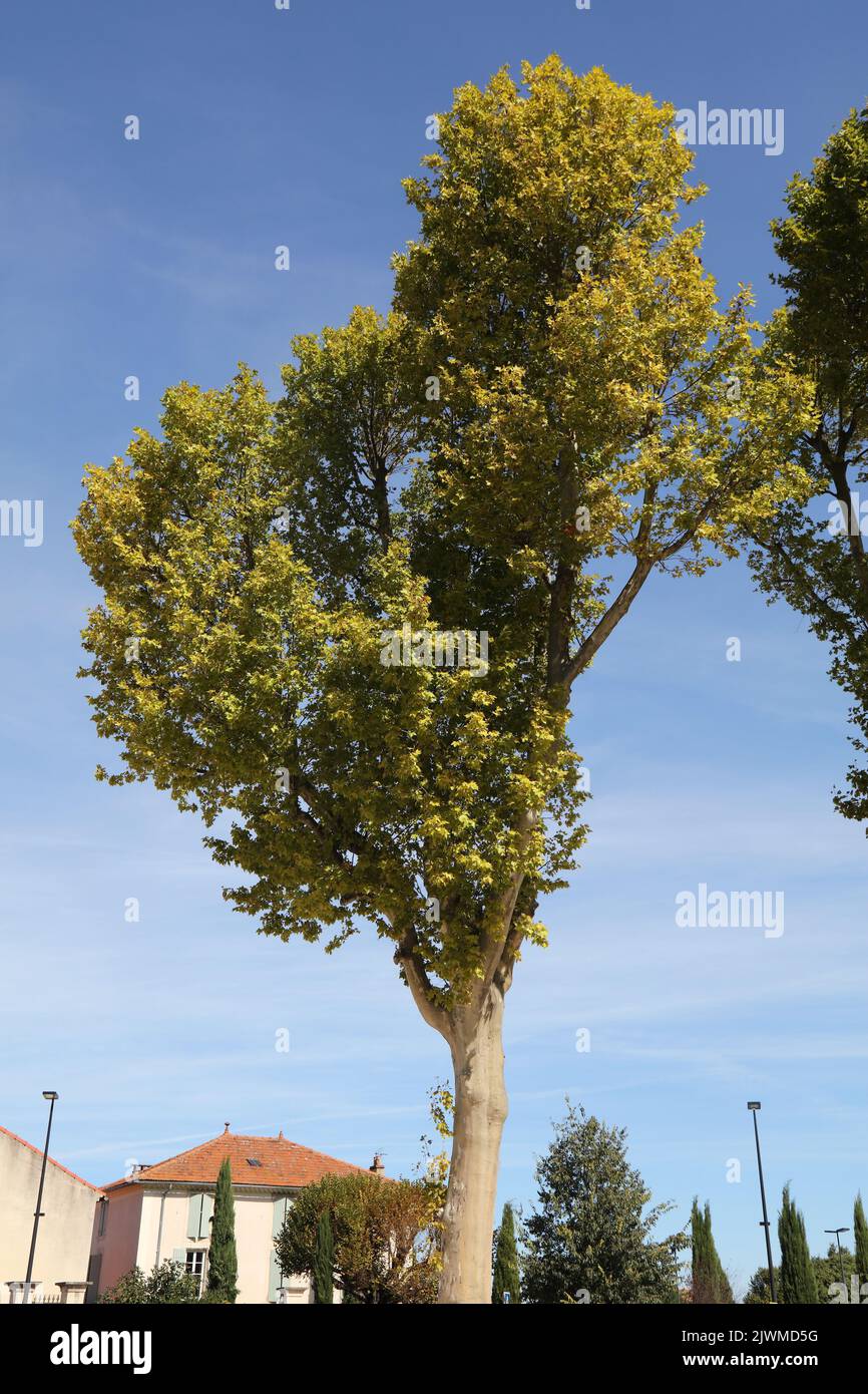 Plane tree (Platanus) planted in the city. Popular urban greenery tree ...