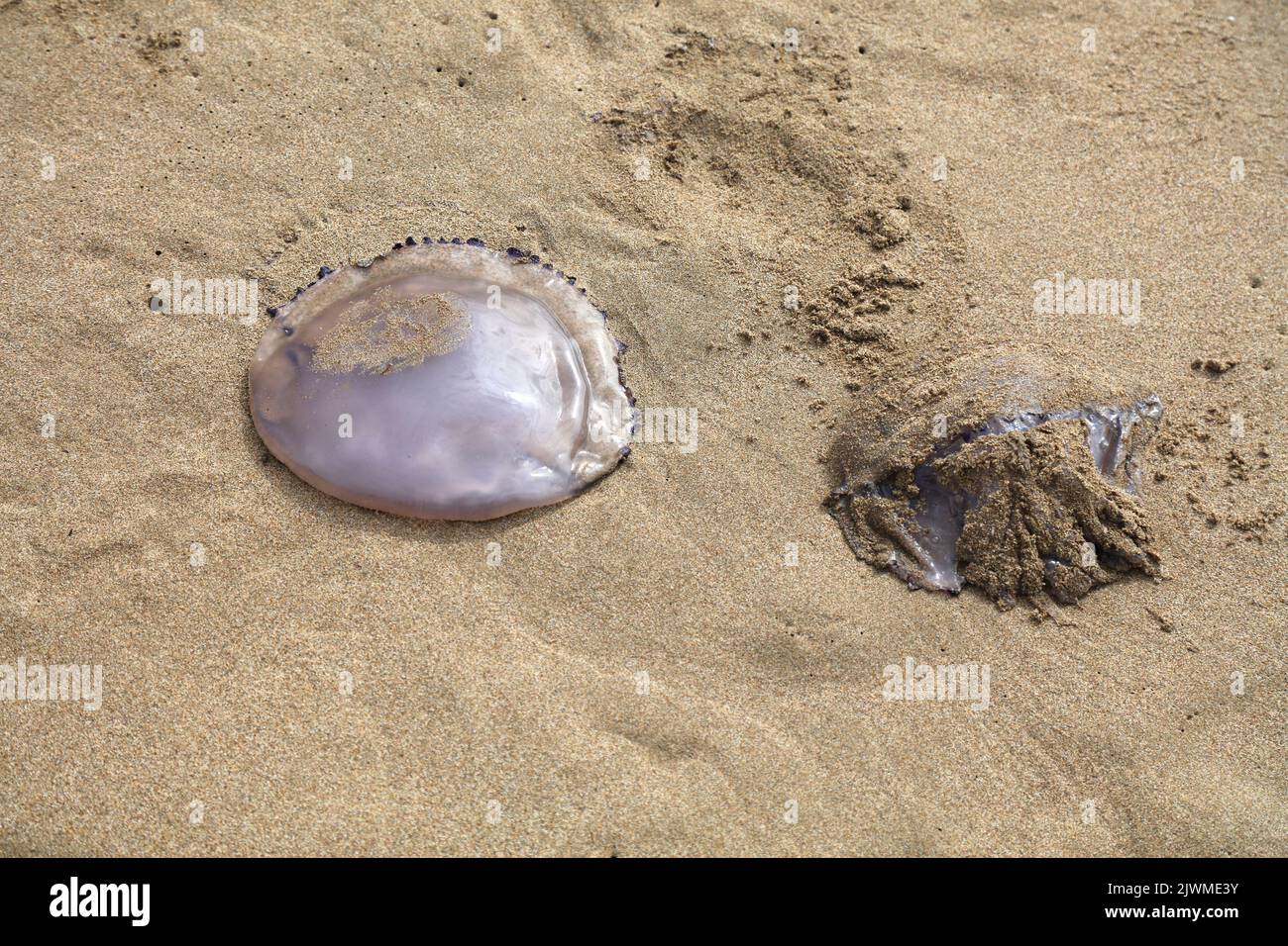Seaside vacation problems - beached jellyfish near Empuriabrava, Spain ...